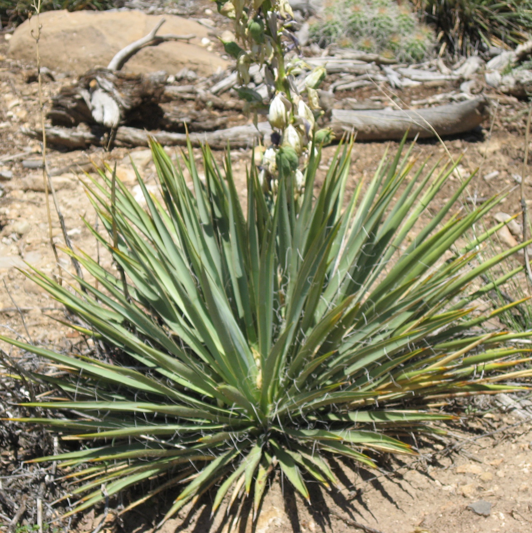 Stevenson Intermountain Seed Yucca GlaucaSoapweed Yucca Native 