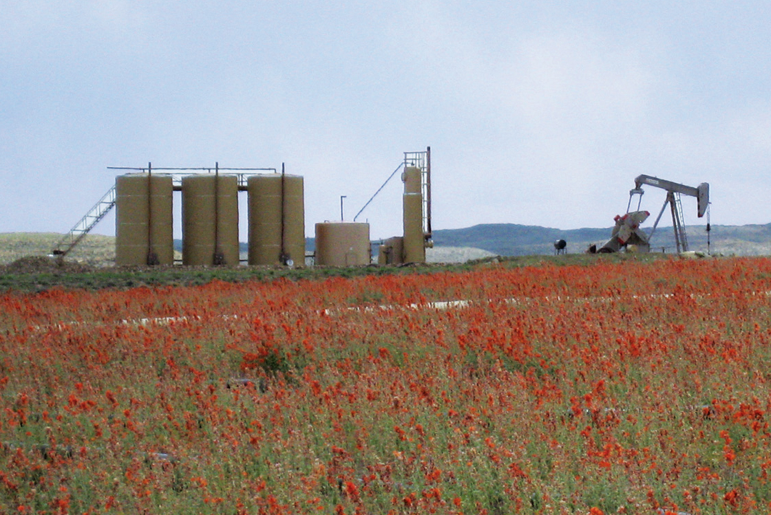 Stevenson Intermountain Seed | Custom Seed Mixtures