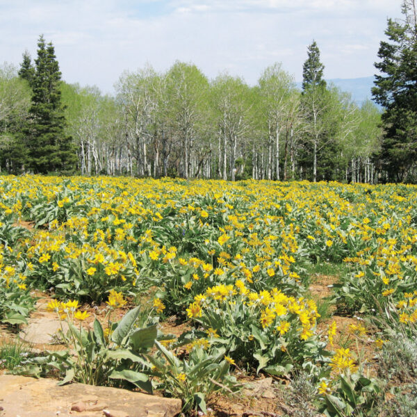 Wildland Native Seed Collection - Stevenson Intermountain Seed, Inc