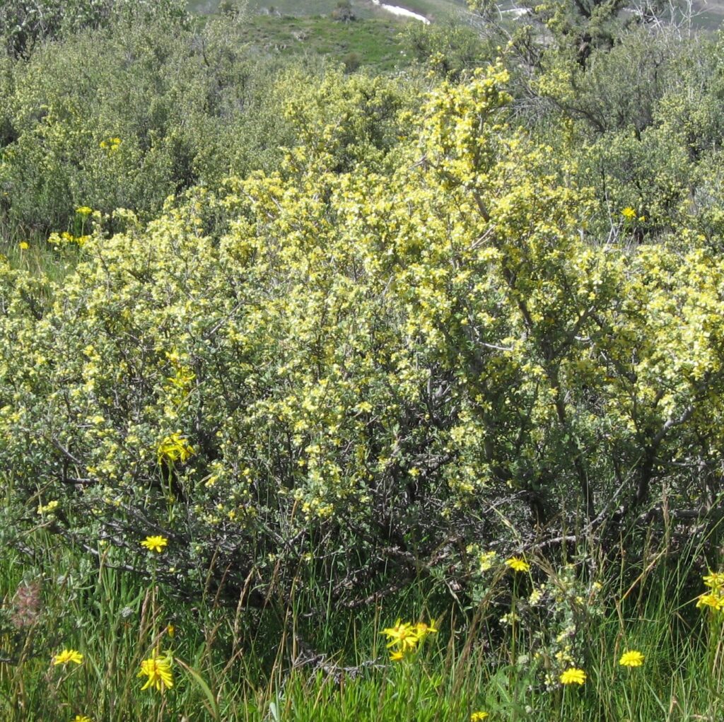 Purshia tridentataAntelope Bitterbrush (Native) - Stevenson ...
