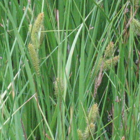 Carex rostrataBeaked Sedge (Native) - Stevenson Intermountain Seed, Inc