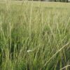 Festuca idahoensisIdaho Fescue (Native) - Stevenson Intermountain Seed, Inc