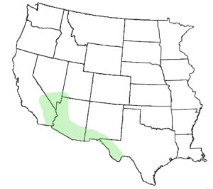 Larrea tridentataCreosote Bush (Native) - Stevenson Intermountain Seed, Inc