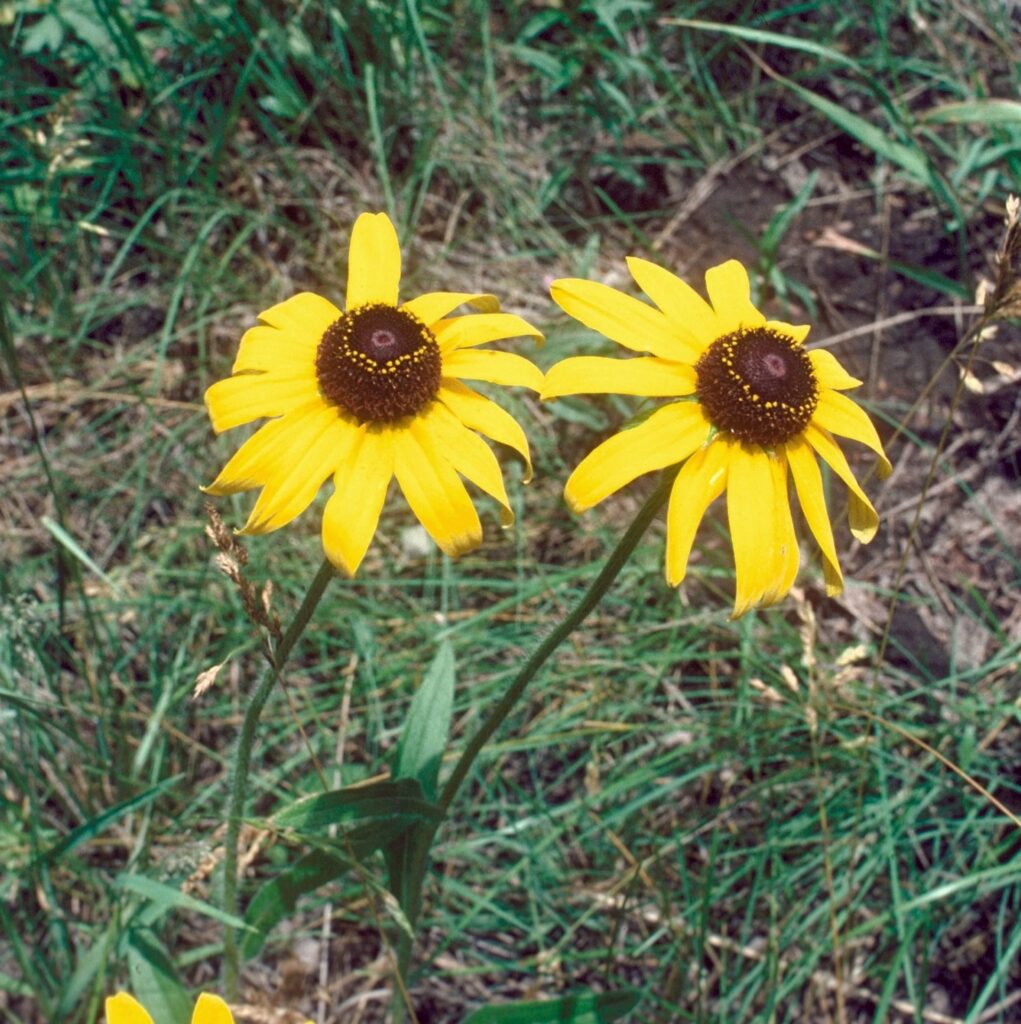 Rudbeckia hirtaBlackeyed Susan (Native) - Stevenson Intermountain Seed, Inc
