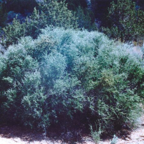Prunus fasciculataDesert Peach (Native) - Stevenson Intermountain Seed, Inc