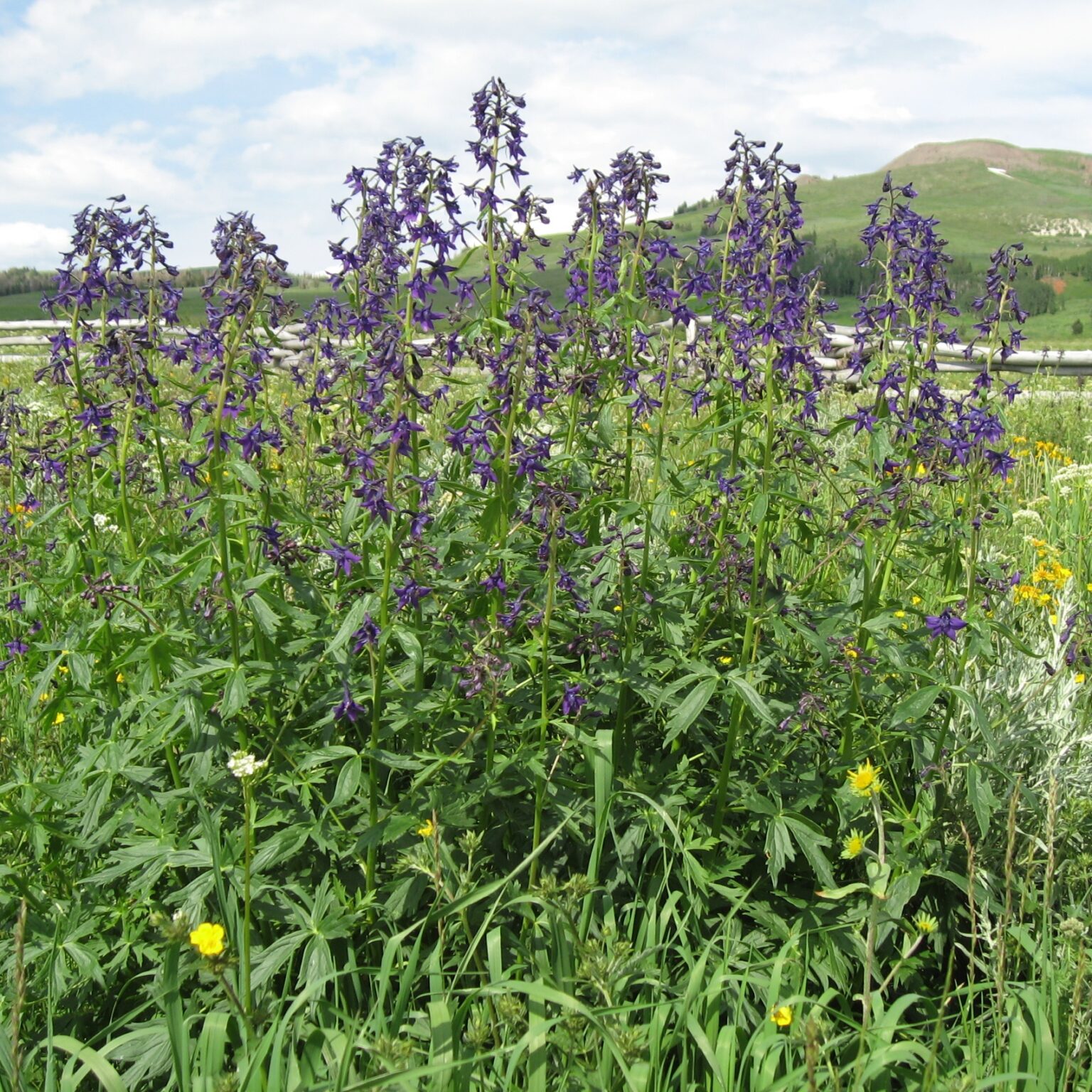 Delphinium occidentaleDunecap Larkspur (Native) - Stevenson ...