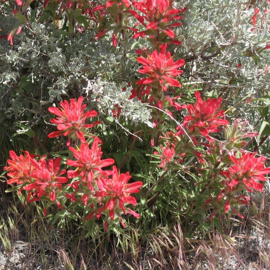 Castilleja chromosaEarly Indian Paintbrush (Native) - Stevenson ...