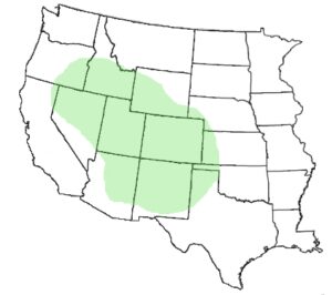 Quercus gambeliiGamble Oak (Native) - Stevenson Intermountain Seed, Inc
