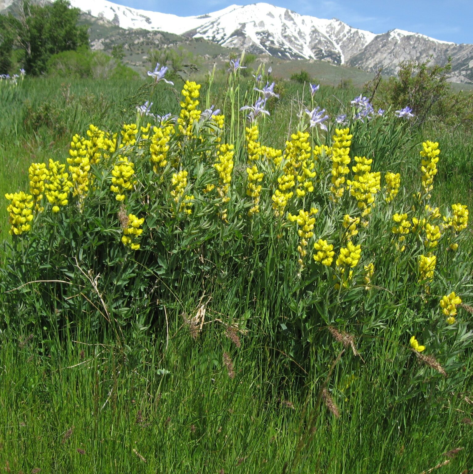 Thermopsis montanusGolden Banner (Native) - Stevenson Intermountain ...