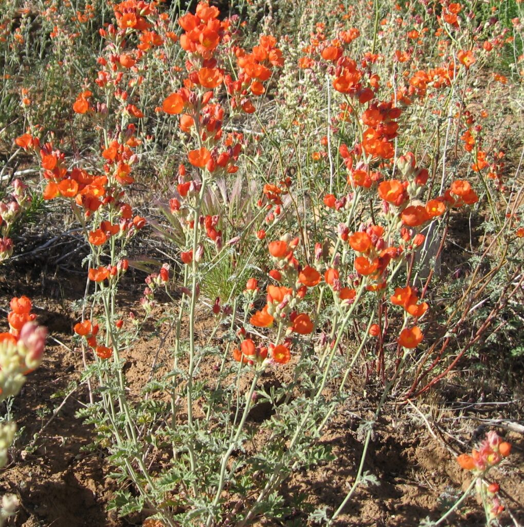 Sphaeralcea grossulariifoliaGooseberryleaf Globemallow (Native ...