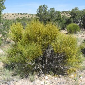 Ephedra viridisGreen Ephedra (Native) - Stevenson Intermountain Seed, Inc