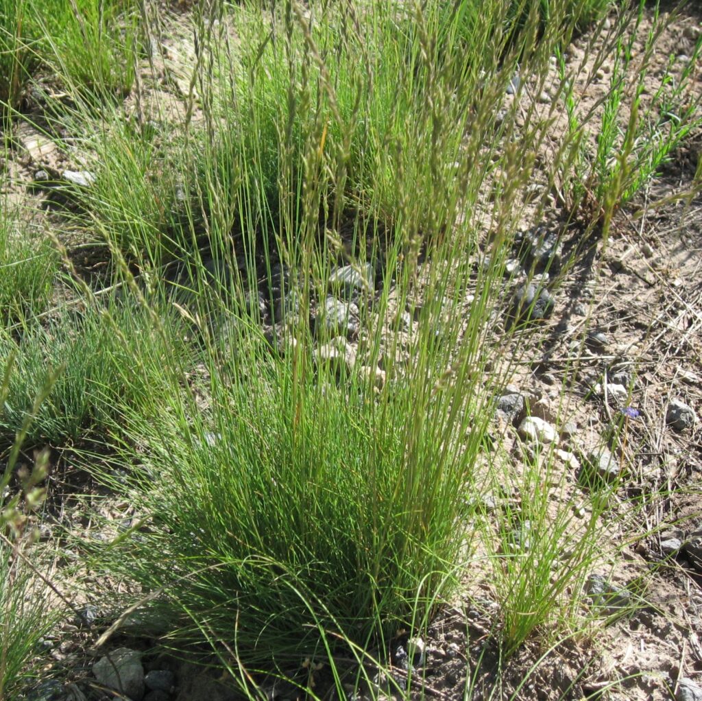 Festuca trachyphyllaHard Fescue - Stevenson Intermountain Seed, Inc