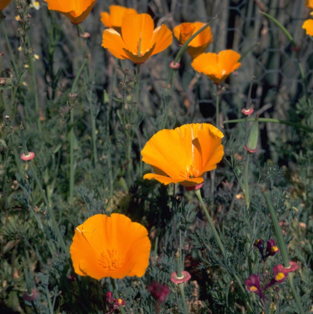 Eschscholzia californica ssp .mexicanaMexican Gold Poppy (Native ...