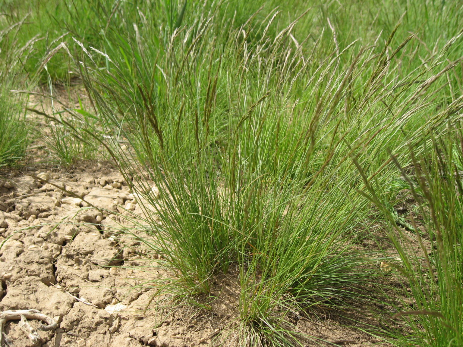 Festuca idahoensisIdaho Fescue (Native) - Stevenson Intermountain Seed, Inc