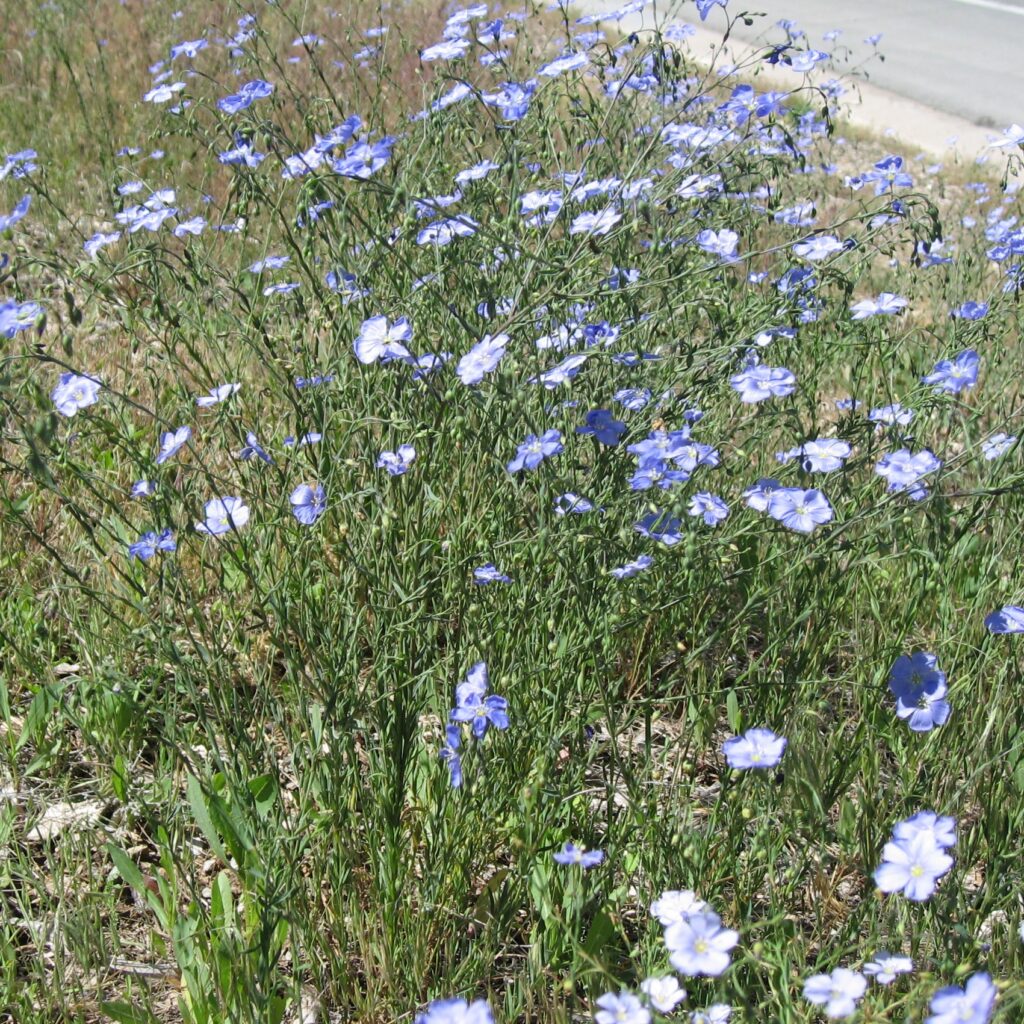 Linum lewisiiLewis Blue Flax (Native) - Stevenson Intermountain Seed, Inc