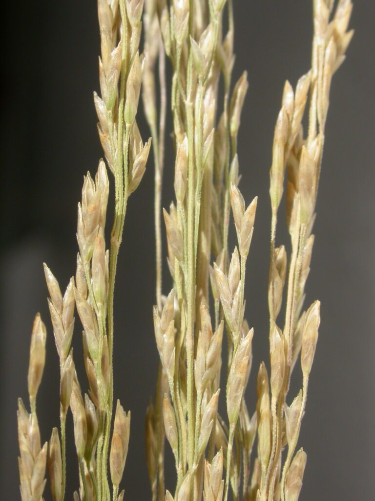 Puccinellia airoides (Puccinellia nuttalliana)Nuttal Alkaligrass ...