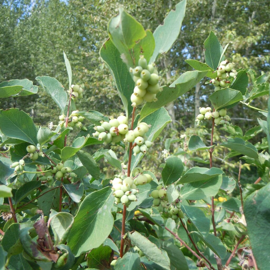 Symphoricarpos albusCommon Snowberry (Native) - Stevenson Intermountain ...