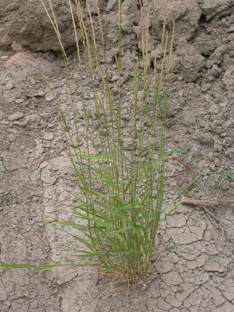 Elymus trachycaulus ssp. trachycaulusSlender Wheatgrass - Stevenson ...