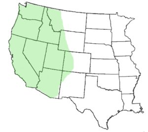 Hordeum brachyantherumMeadow Barley (Native) - Stevenson Intermountain ...