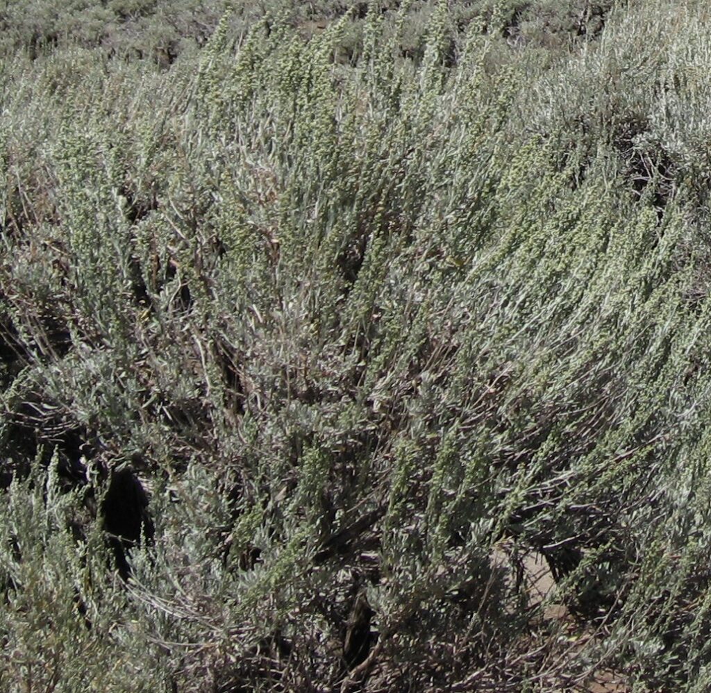 Artemisia tridentata ssp.vaseyanaMountain Big Sagebrush (Native ...