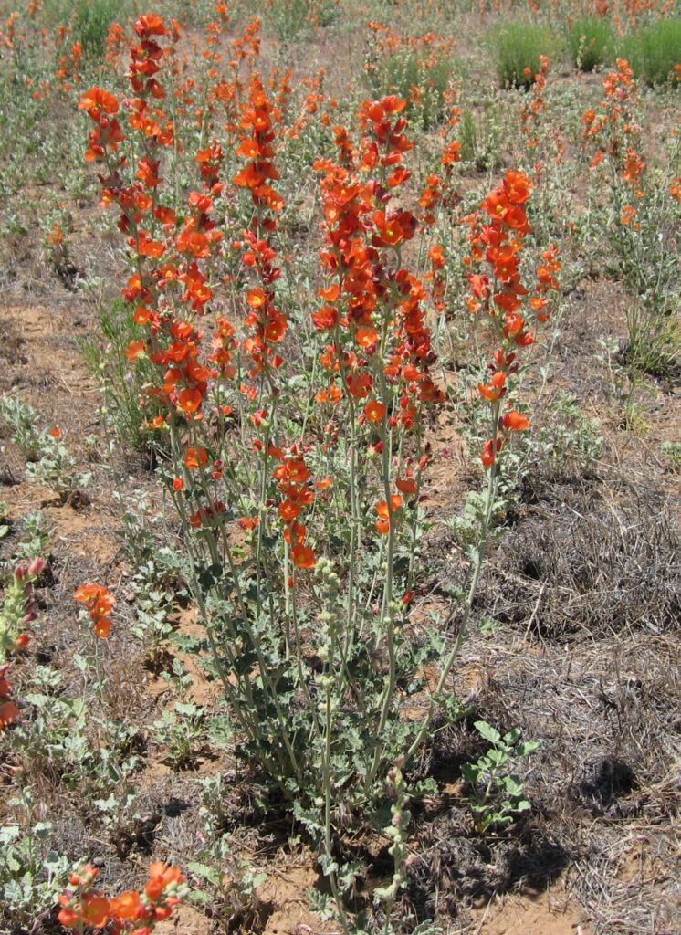 Sphaeralcea munroanaMunro Globemallow (Native) - Stevenson ...