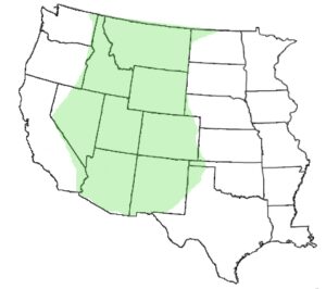 Poa fendlerianaMuttongrass (Native) - Stevenson Intermountain Seed, Inc