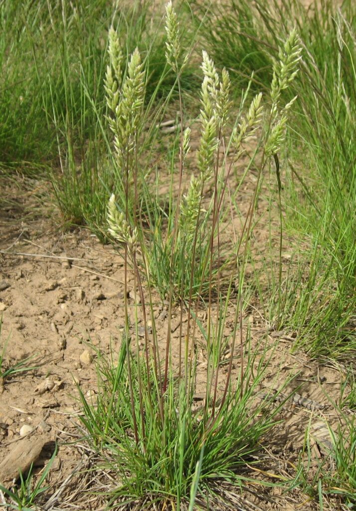 Poa fendlerianaMuttongrass (Native) - Stevenson Intermountain Seed, Inc