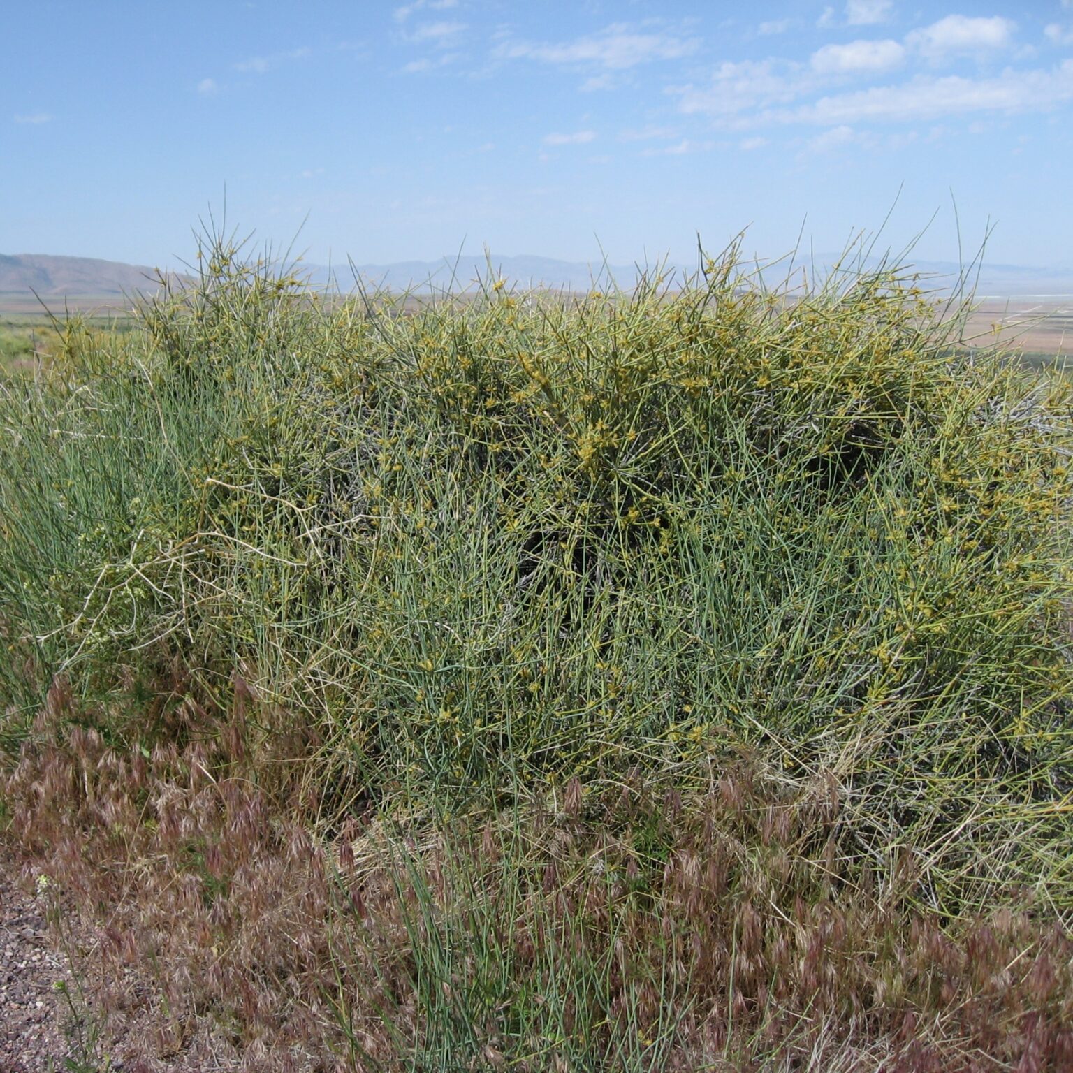 Ephedra nevadensisNevada Ephedra (Native) - Stevenson Intermountain ...