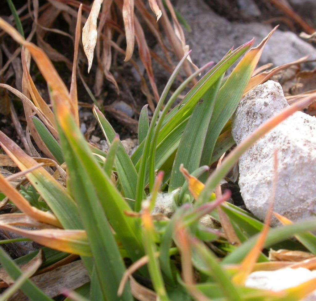 Poa alpinaAlpine Bluegrass (Native) - Stevenson Intermountain Seed, Inc