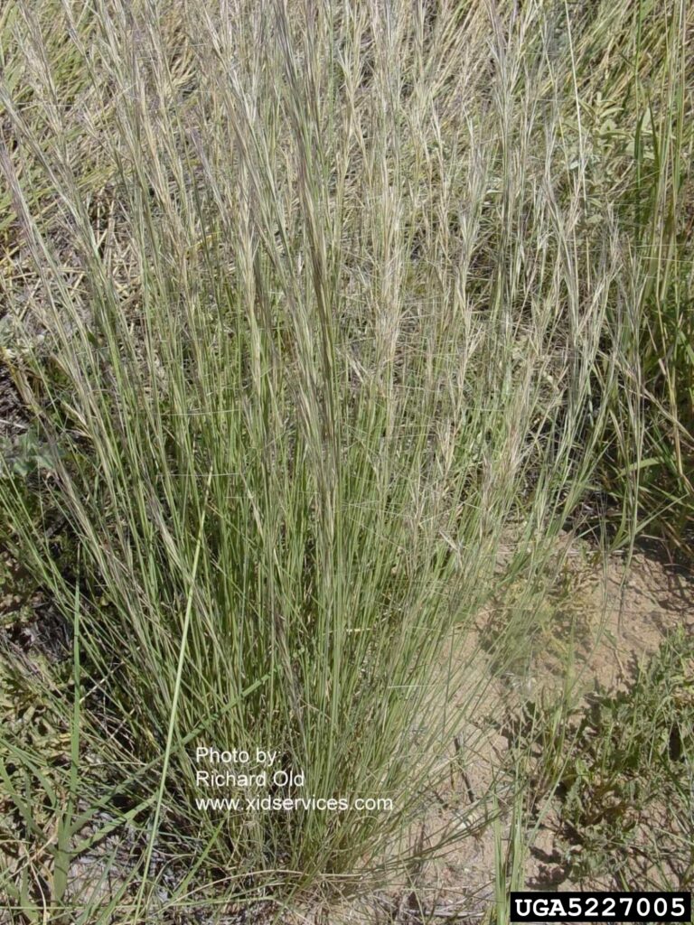 Aristida purpurea purpureaPurple Three-awn (Native) - Stevenson ...