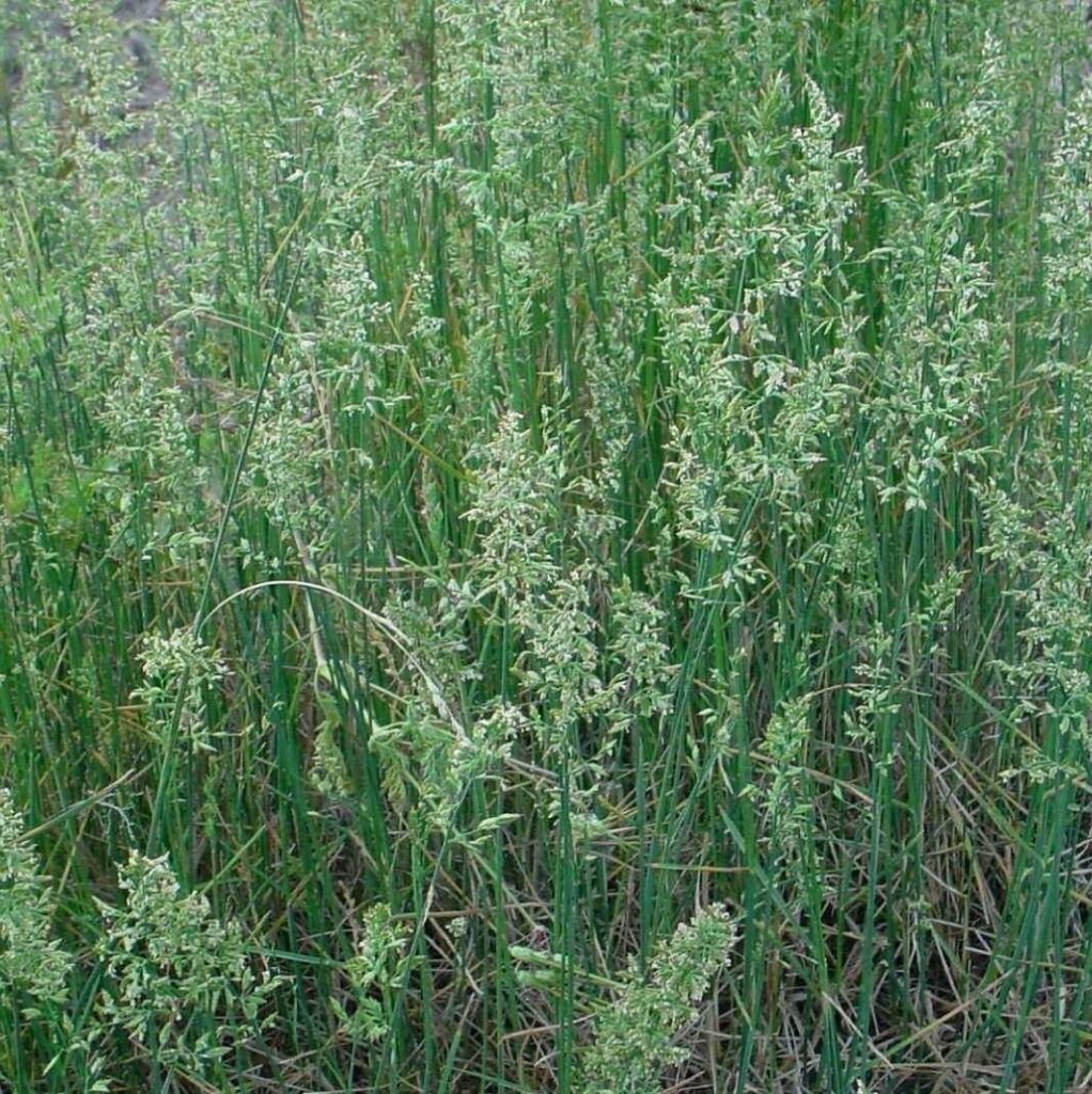 Poa compressaCanada Bluegrass (Introduced) - Stevenson Intermountain ...
