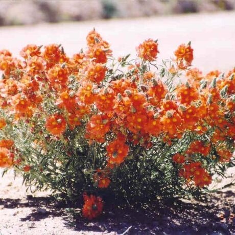 Sphaeralcea coccineaScarlet Globemallow (Native) - Stevenson ...