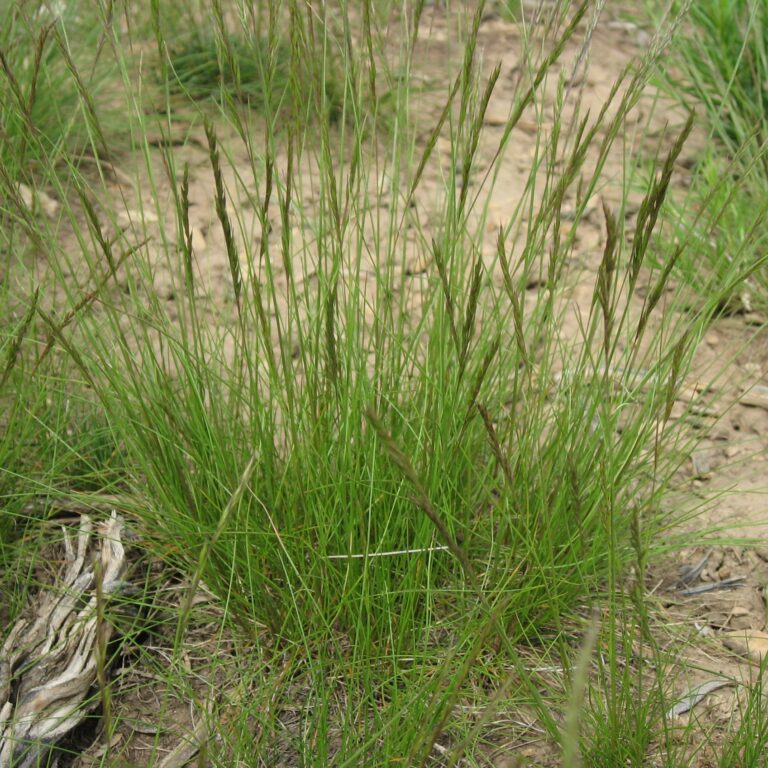 Festuca idahoensisIdaho Fescue (Native) - Stevenson Intermountain Seed, Inc