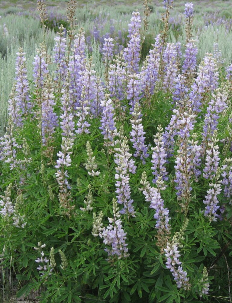 Lupinus sericeusSilky Lupine (Native) - Stevenson Intermountain Seed, Inc