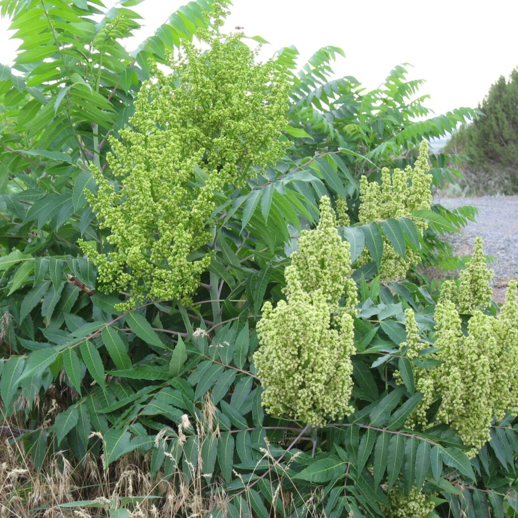 Rhus glabraSmooth Sumac (Native) - Stevenson Intermountain Seed, Inc