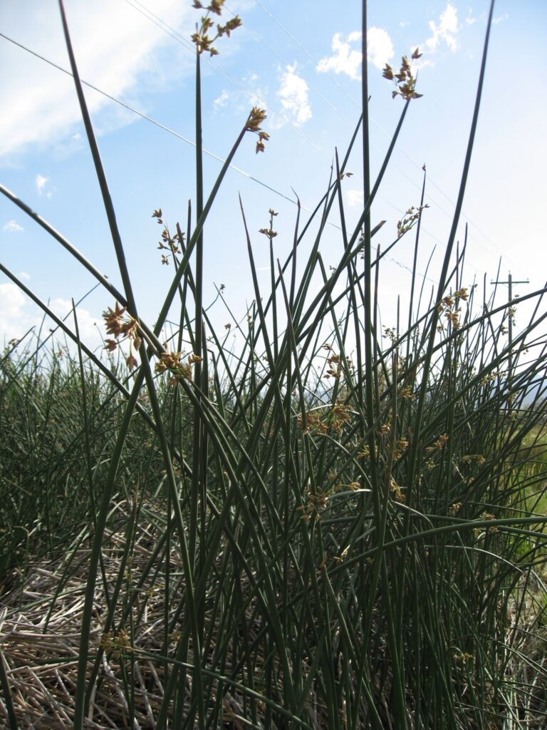 Schoenoplectus tabernaemontaniSoftstem Bulrush (Native) - Stevenson ...