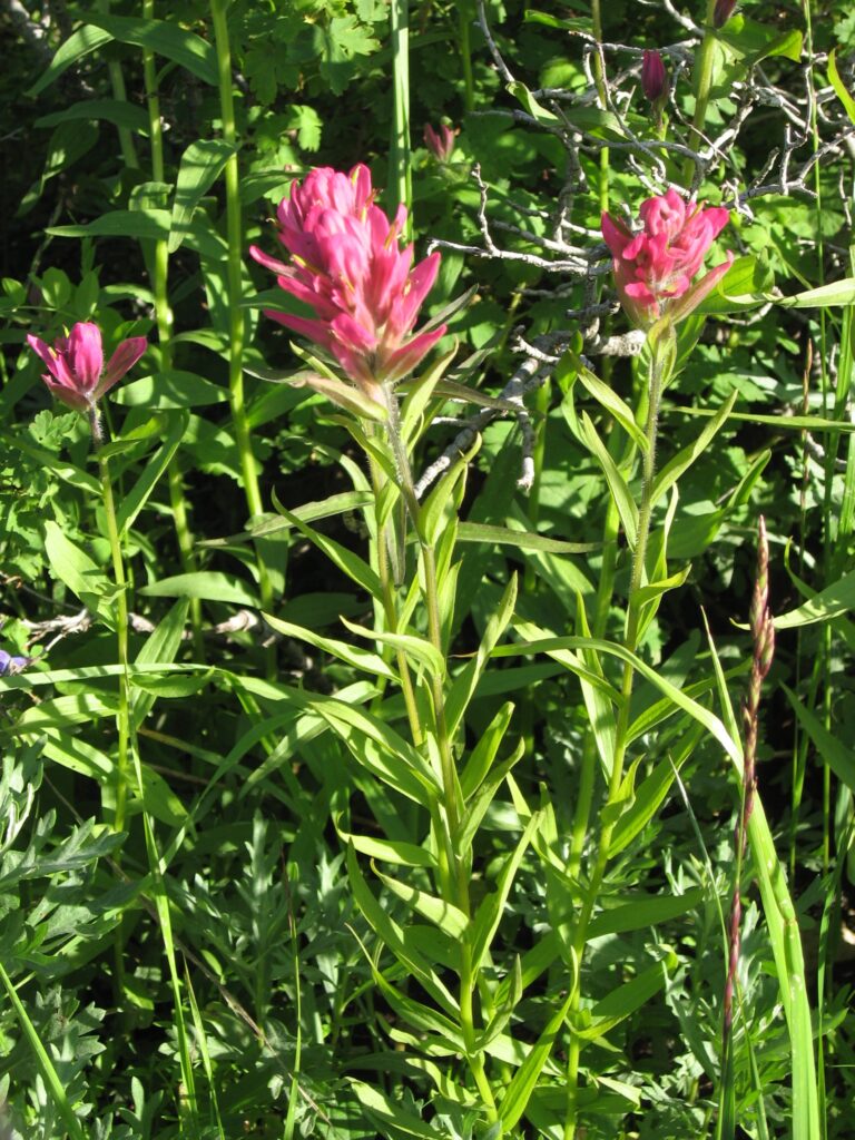 Castilleja rhexiifoliaSplitleaf Indian Paintbrush (Native) - Stevenson ...