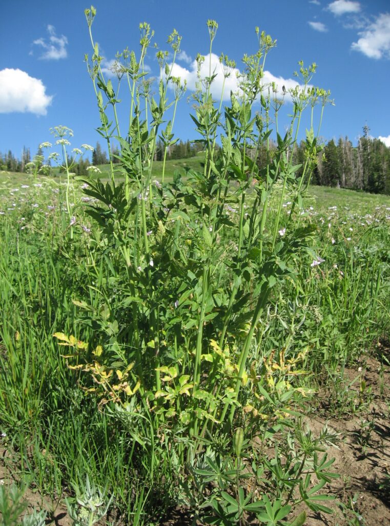 Osmorhiza occidentalisSweet Anise (Native) - Stevenson Intermountain ...