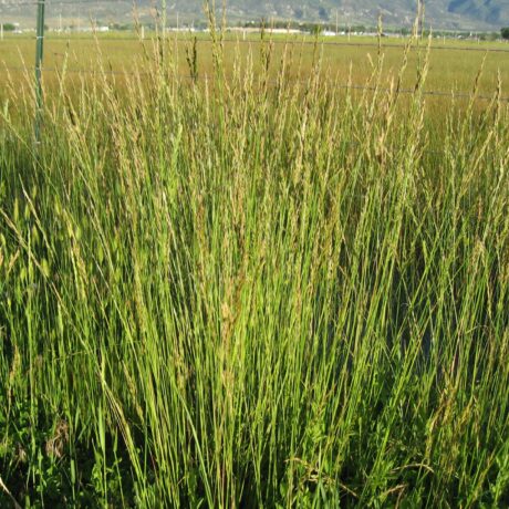 Festuca idahoensisIdaho Fescue (Native) - Stevenson Intermountain Seed, Inc