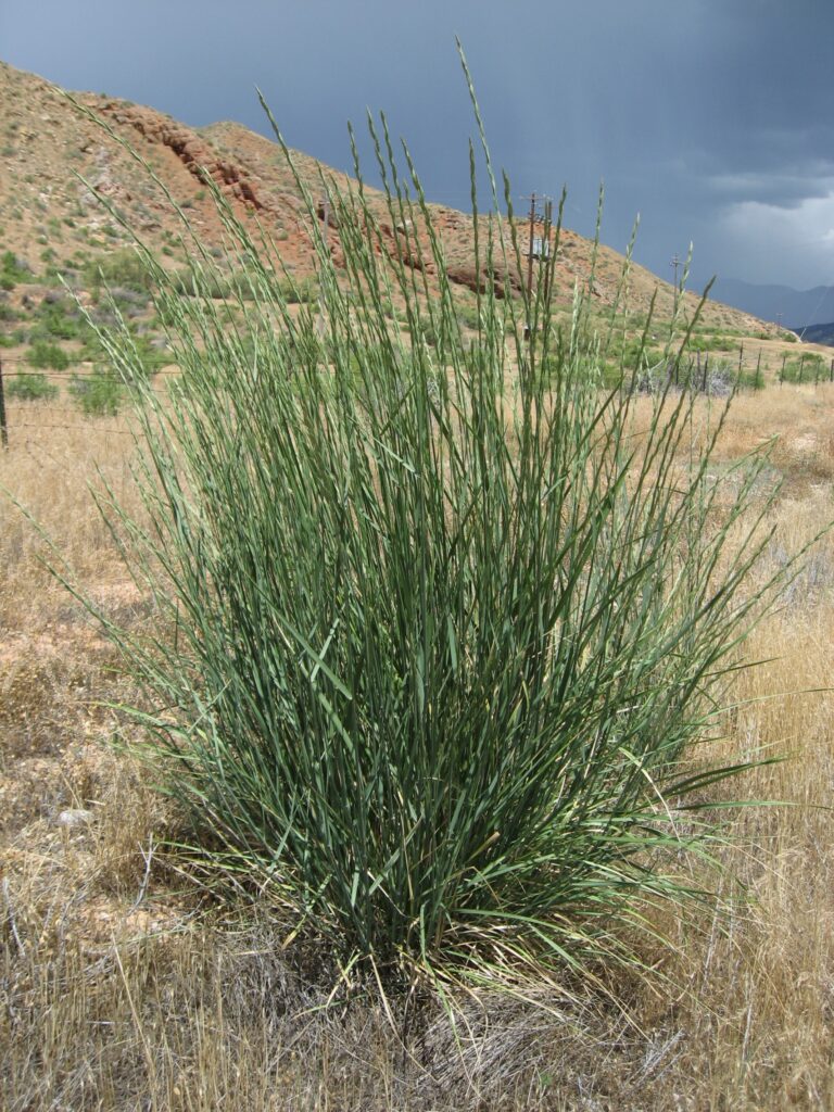 Thinopyrum ponticum Tall Wheatgrass (Introduced) - Stevenson ...