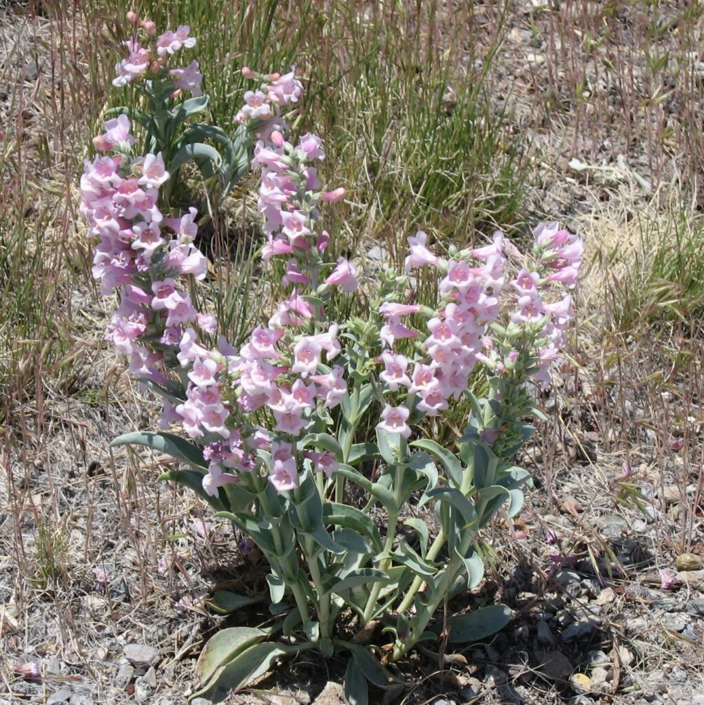 Penstemon pachyphyllusThickleaf Penstemon (Native) - Stevenson ...