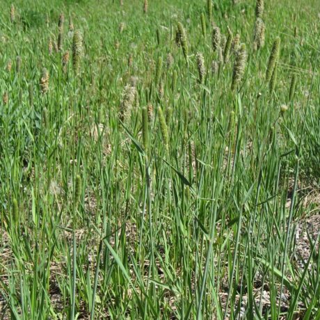 Phleum pratenseTimothy (Introduced) - Stevenson Intermountain Seed, Inc