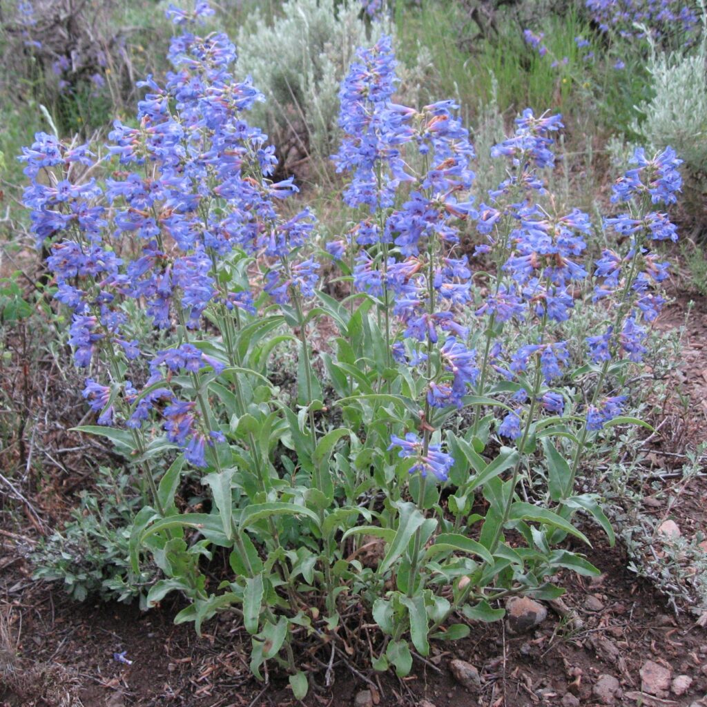 Penstemon watsoniiWatson’s Penstemon (Native) - Stevenson Intermountain ...