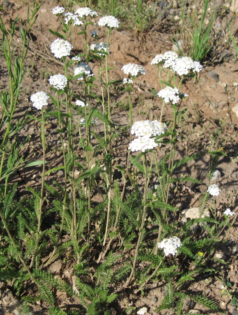 Achillea millefolium occidentalisWestern Yarrow (Native) - Stevenson ...