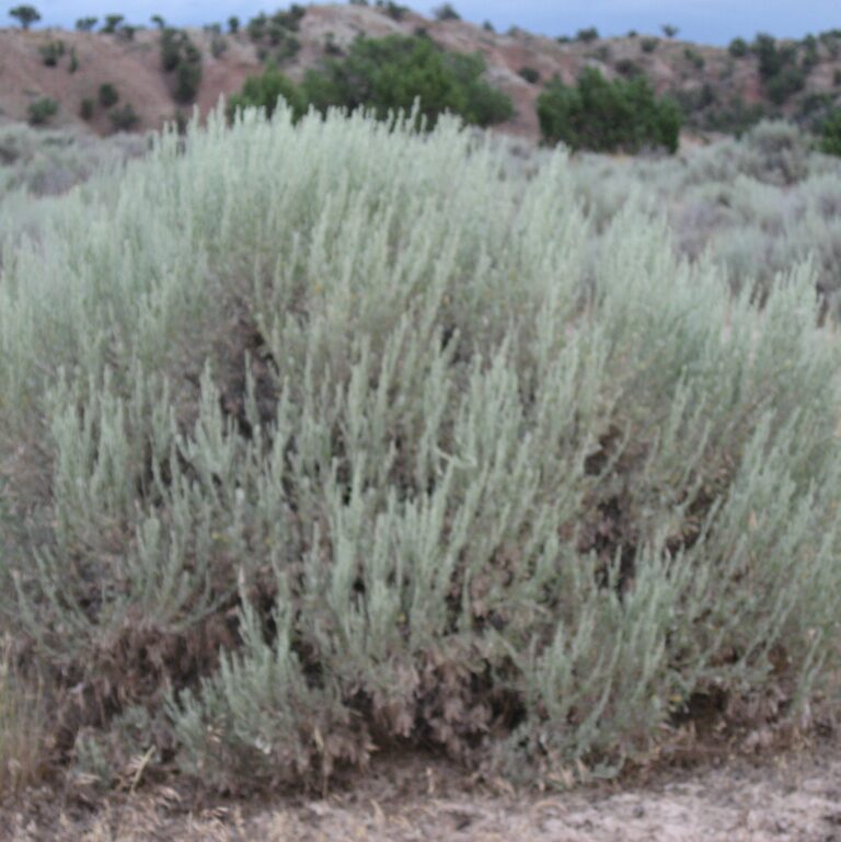 Artemisia tridentata ssp. wyomingensisWyoming Big Sagebrush (Native ...