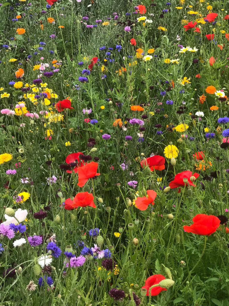 Wildflower Mixes - Stevenson Intermountain Seed, Inc